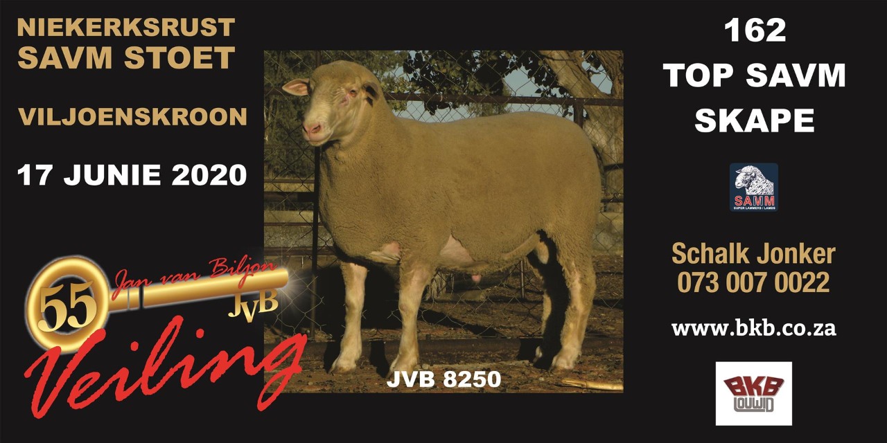 55STE NIEKERKSRUST SAVM STOET VEILING - BKB Events