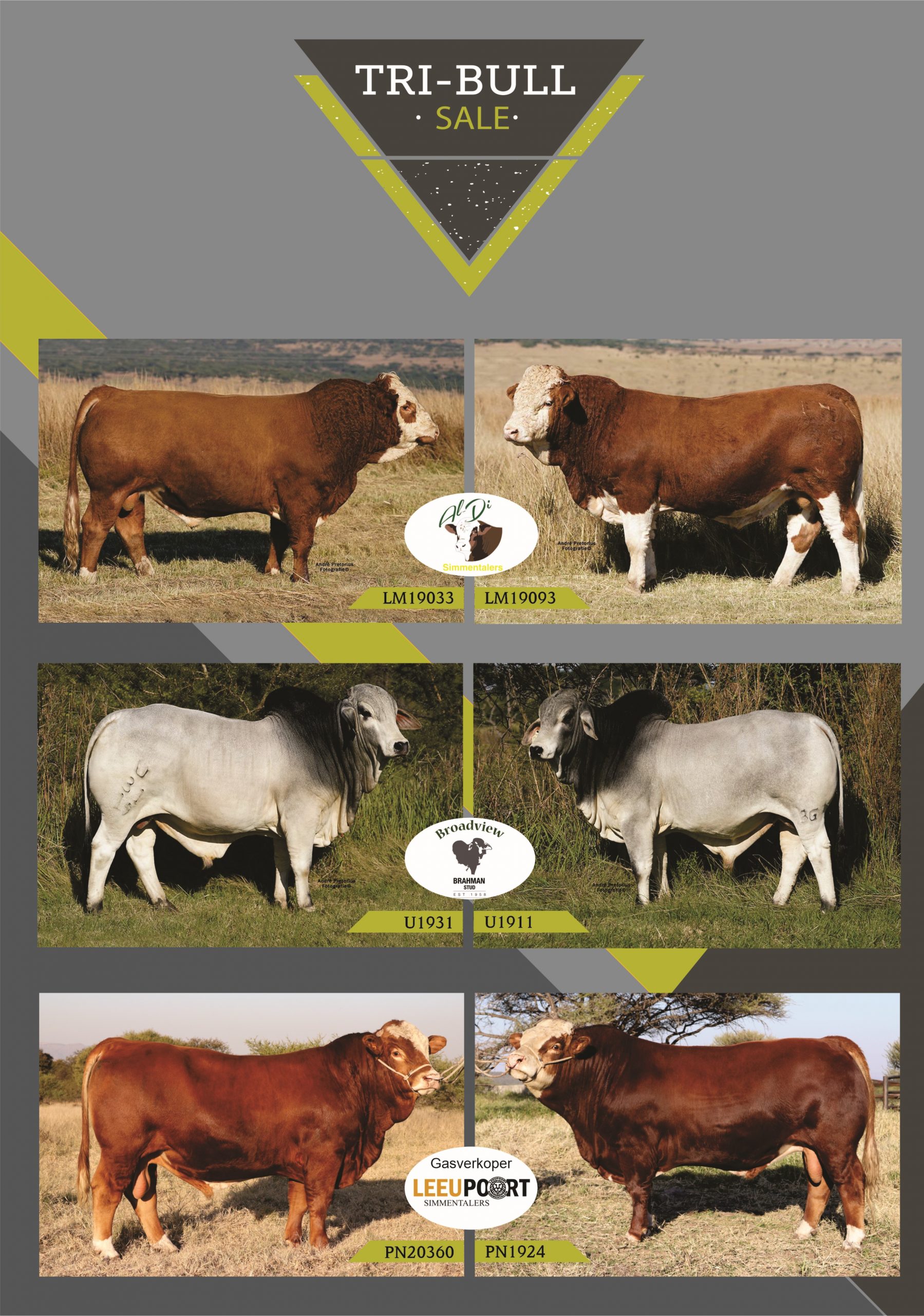 TRI-BULL BREEDERS SALE - BKB Events