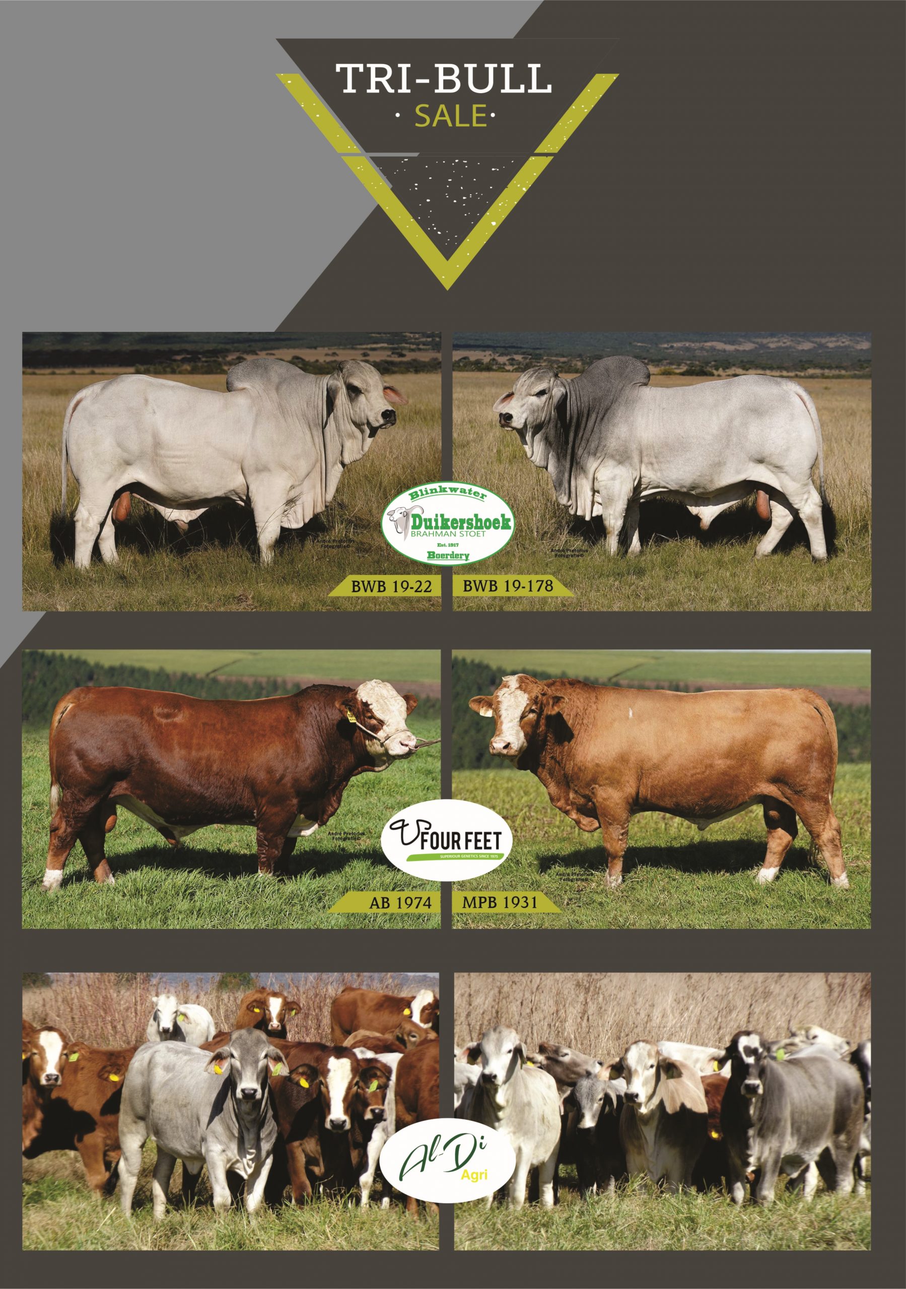 TRI-BULL BREEDERS SALE - BKB Events