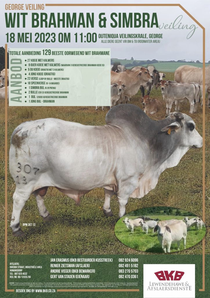 WHITE BRAHMAN AND SIMBRA AUCTION - BKB Events